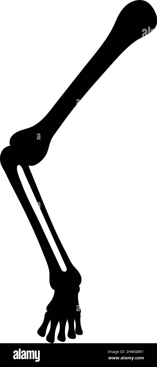 Leg bones Black and White Stock Photos & Images - Alamy