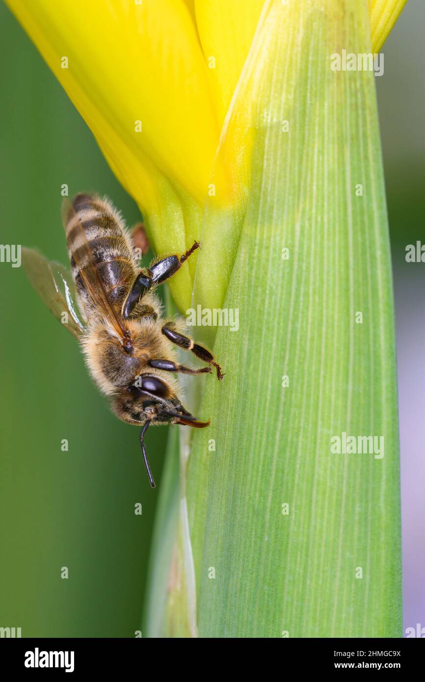 Bee - Apis mellifera - pollinates a blossom of the Golden Iris or ...