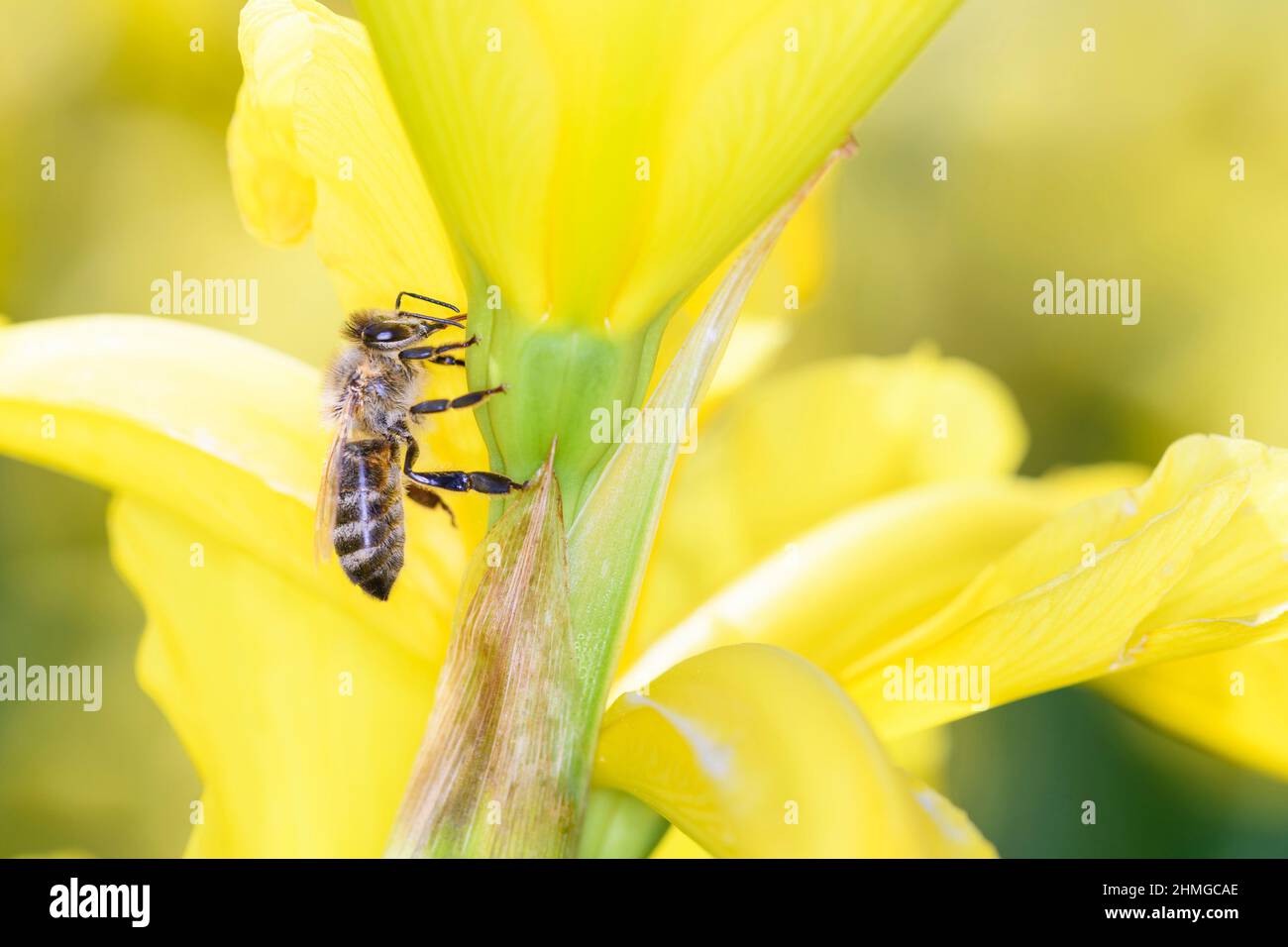 Bee - Apis mellifera - pollinates a blossom of the Golden Iris or ...