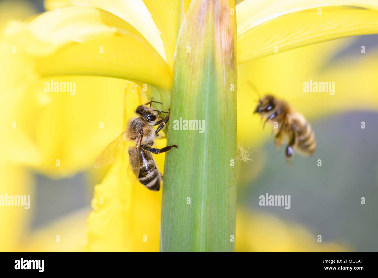 Bee - Apis mellifera - pollinates a blossom of the Golden Iris or ...
