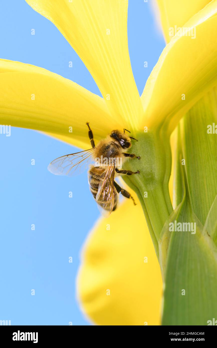 Bee - Apis mellifera - pollinates a blossom of the Golden Iris or ...