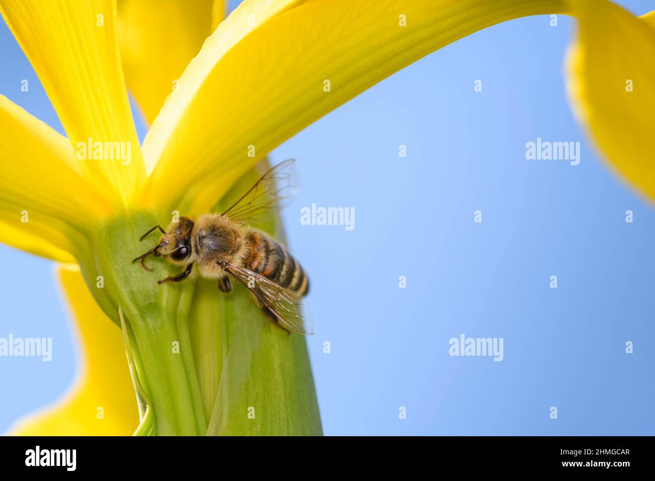 Bee - Apis mellifera - pollinates a blossom of the Golden Iris or ...