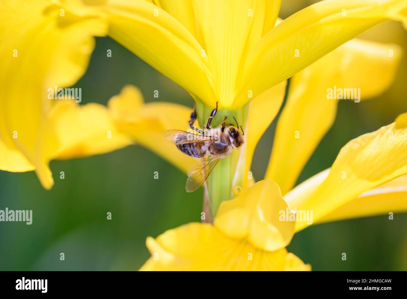 Bee - Apis mellifera - pollinates a blossom of the Golden Iris or ...