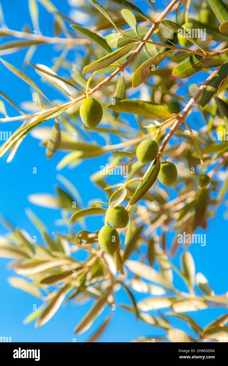 Olive and vine hi-res stock photography and images - Alamy