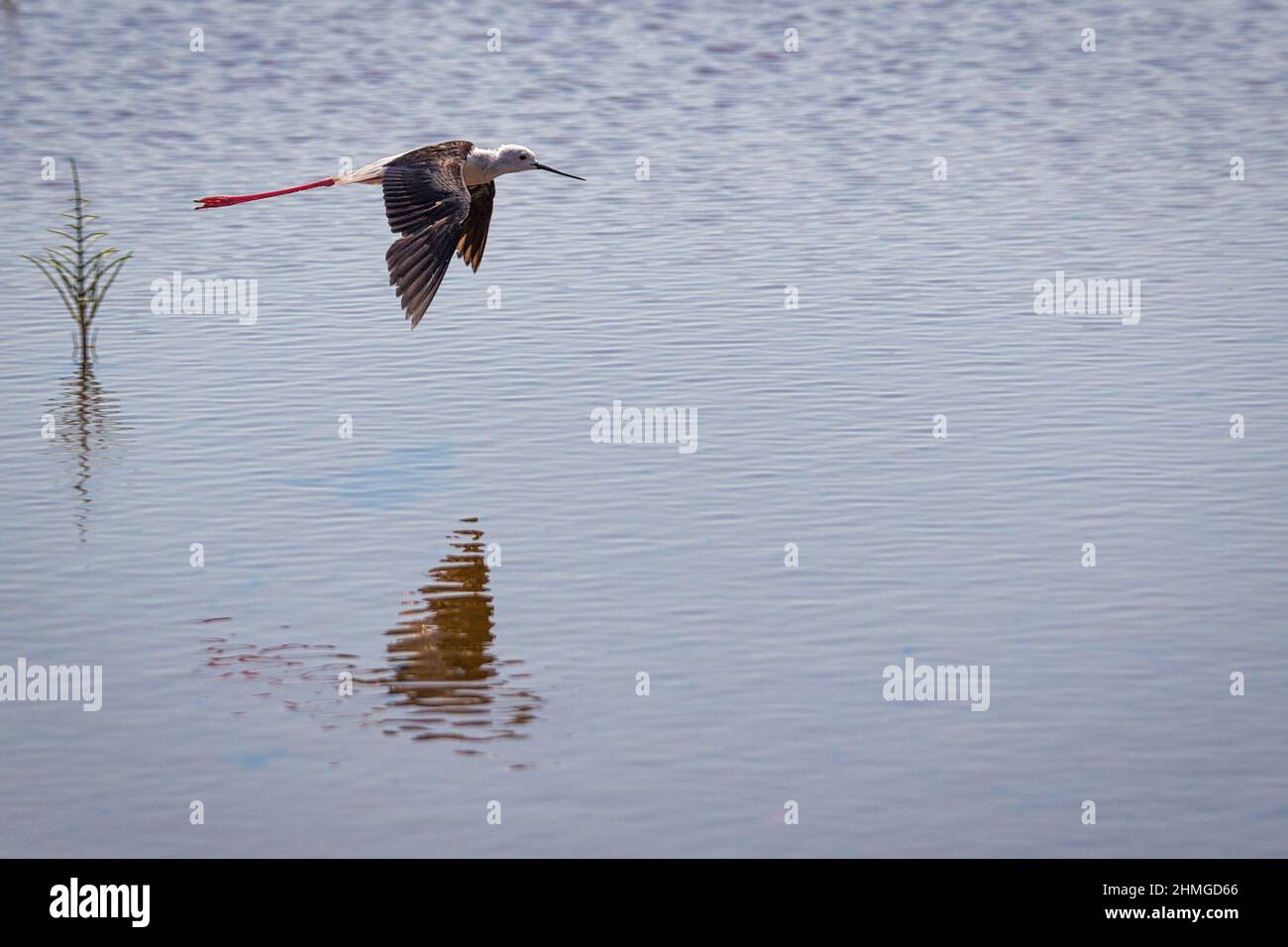 The black-winged stilt (Himantopus himantopus) bird in flight Stock ...