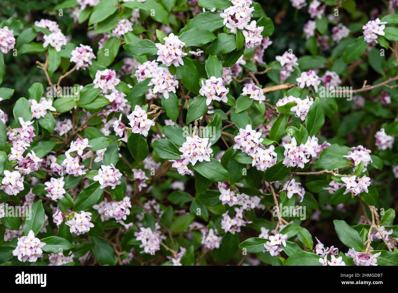 Daphne Bholua 'Peter Smithers' Stock Photo - Alamy