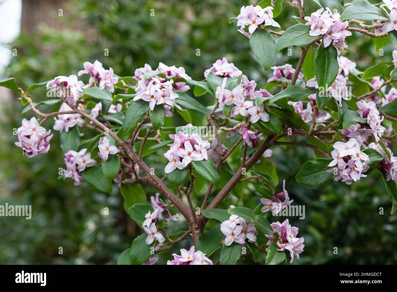 Daphne peter smithers hi-res stock photography and images - Alamy