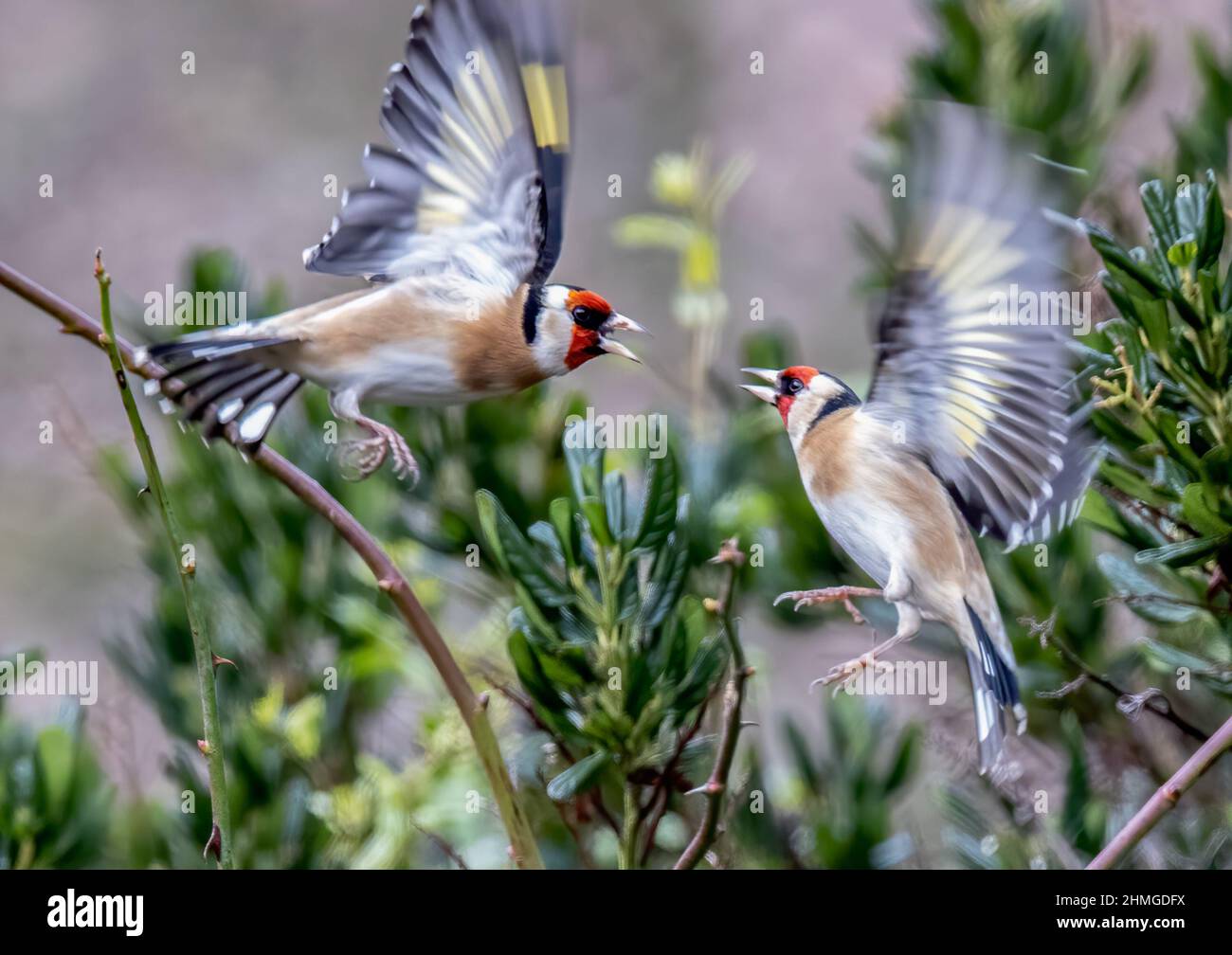 British goldfinch hi-res stock photography and images - Alamy