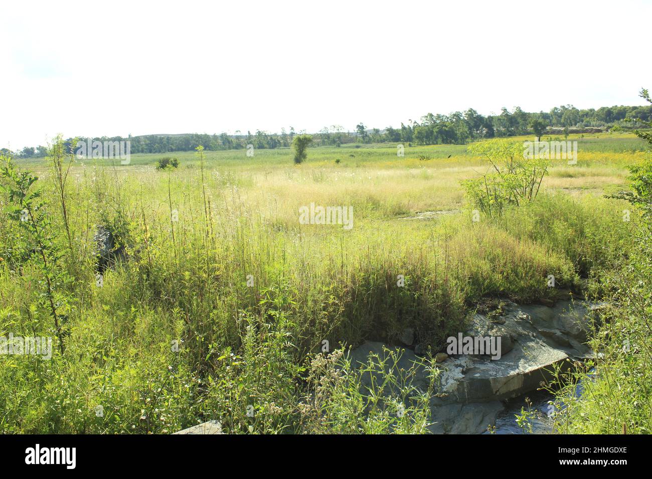 Summer afternoon in a veld in Johannesburg Stock Photo - Alamy
