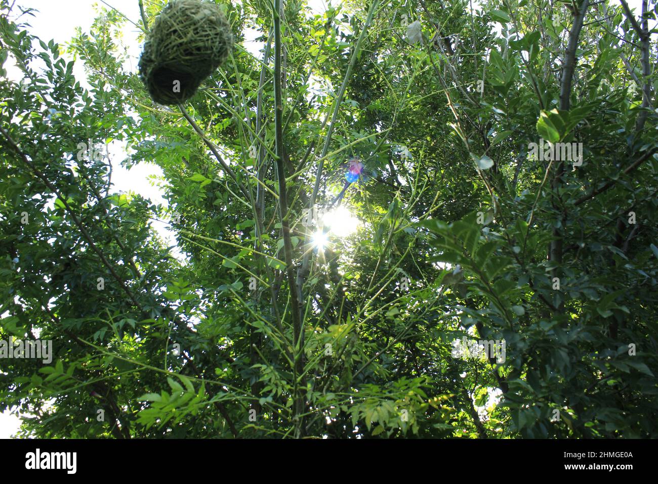 Summer afternoon in a veld in Johannesburg Stock Photo - Alamy