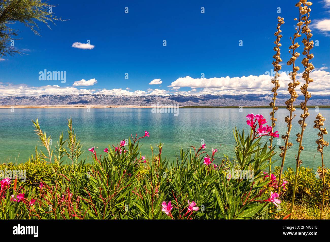 Flowers in foreground of a landscape with sea bay below The Velebit ...