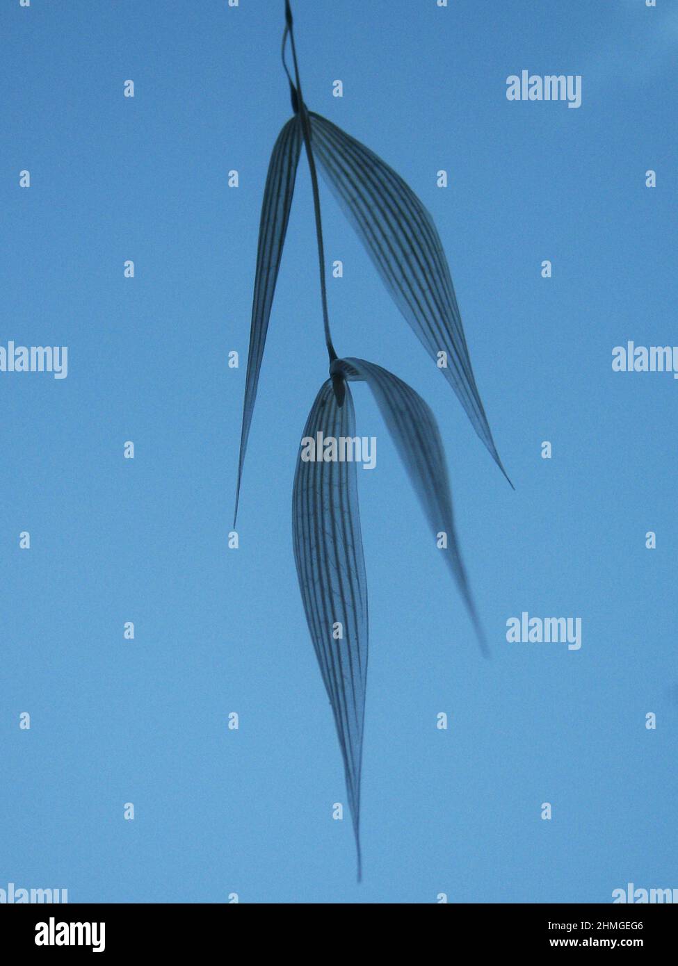 Dry blade of grass in front of blue sky Stock Photo - Alamy