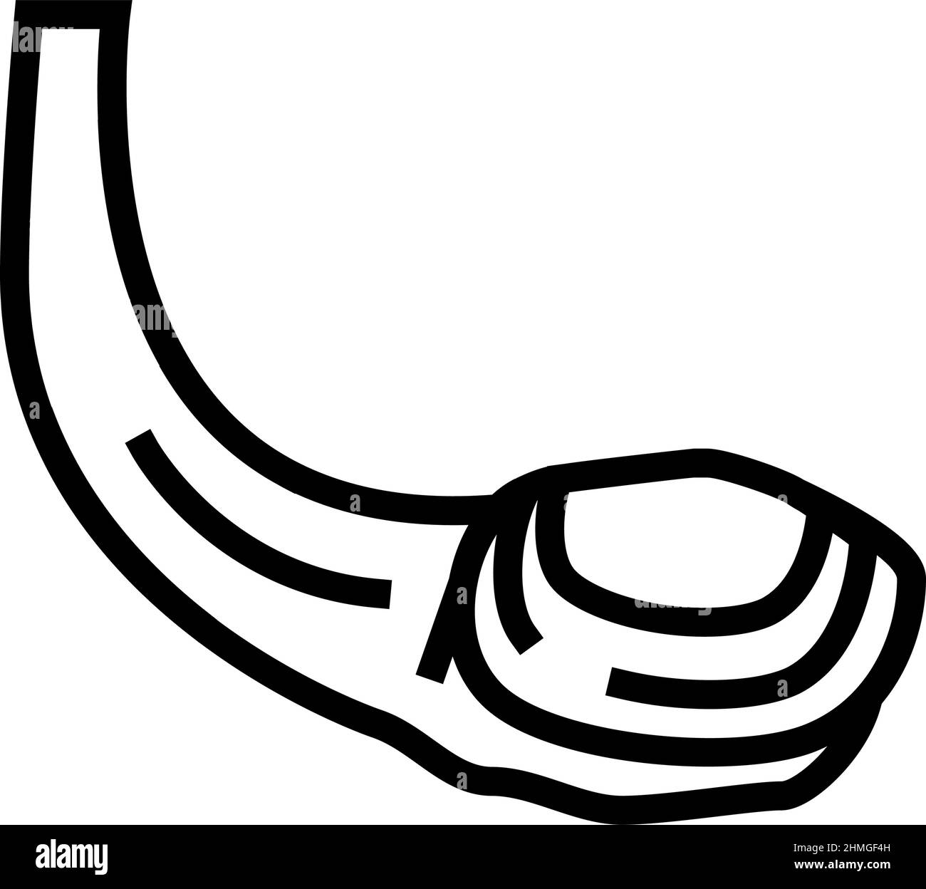 geoduck pacific clam line icon vector illustration Stock Vector Image ...