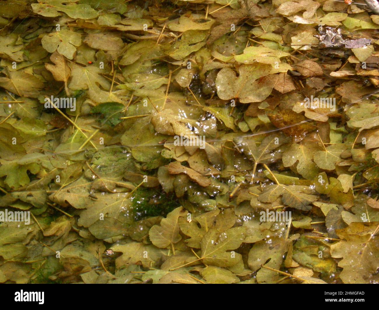 Bed under water hi-res stock photography and images - Alamy