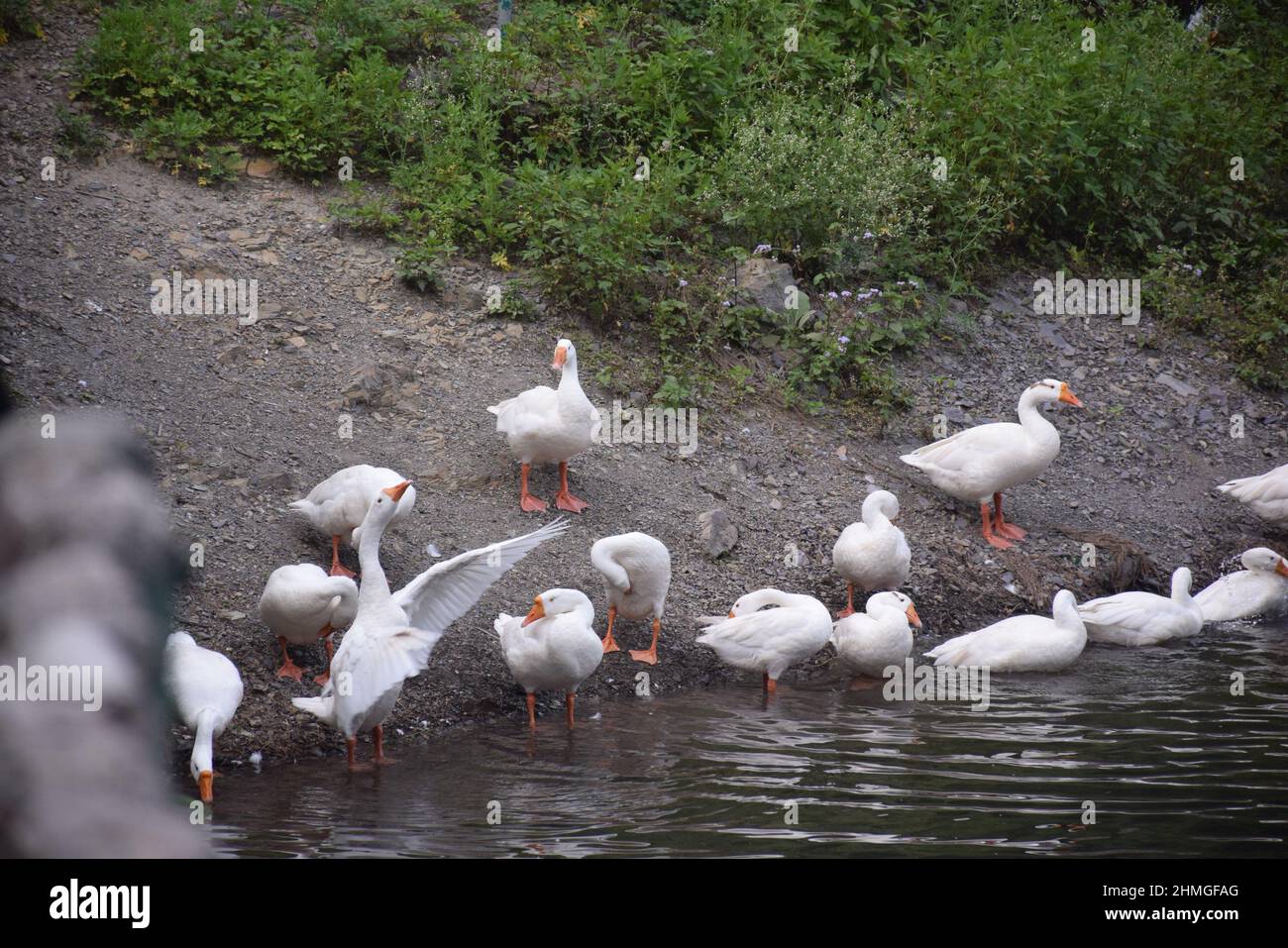 Group of indian swans together at lake Stock Photo - Alamy