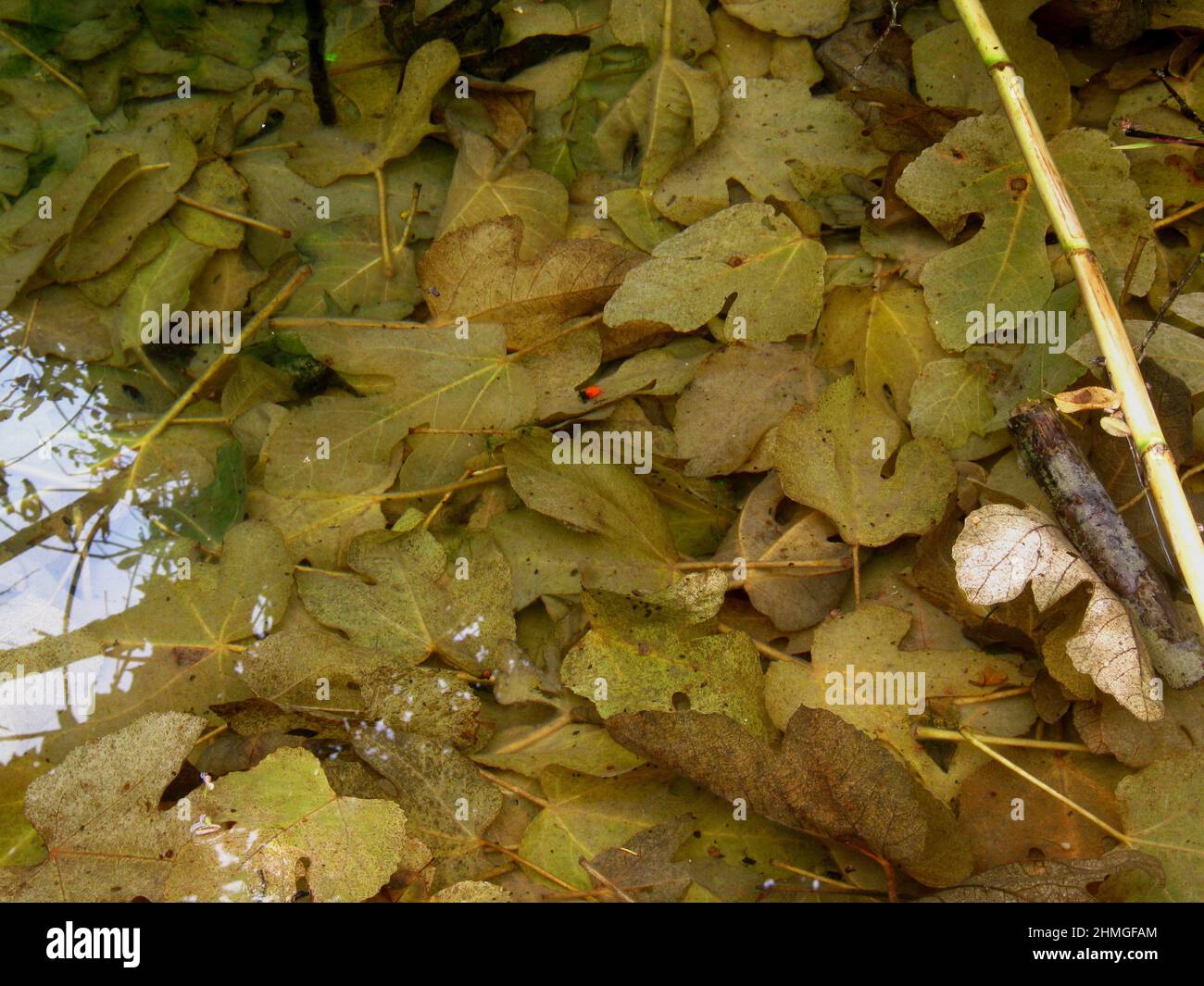 Fallen Autumn Leaves Stock Photo - Alamy