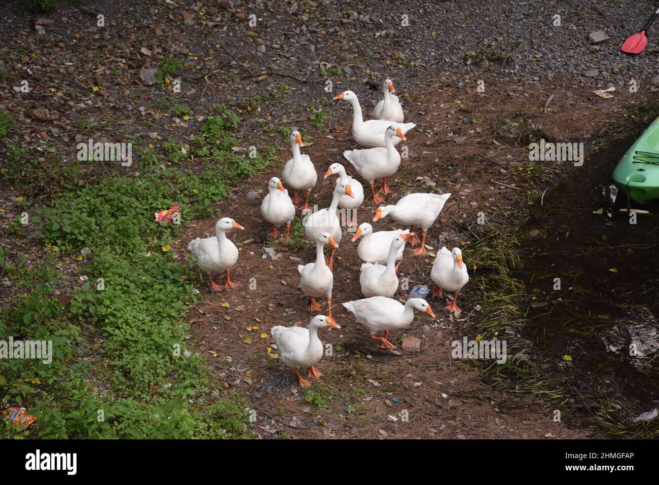 Group of indian swans together at lake Stock Photo - Alamy