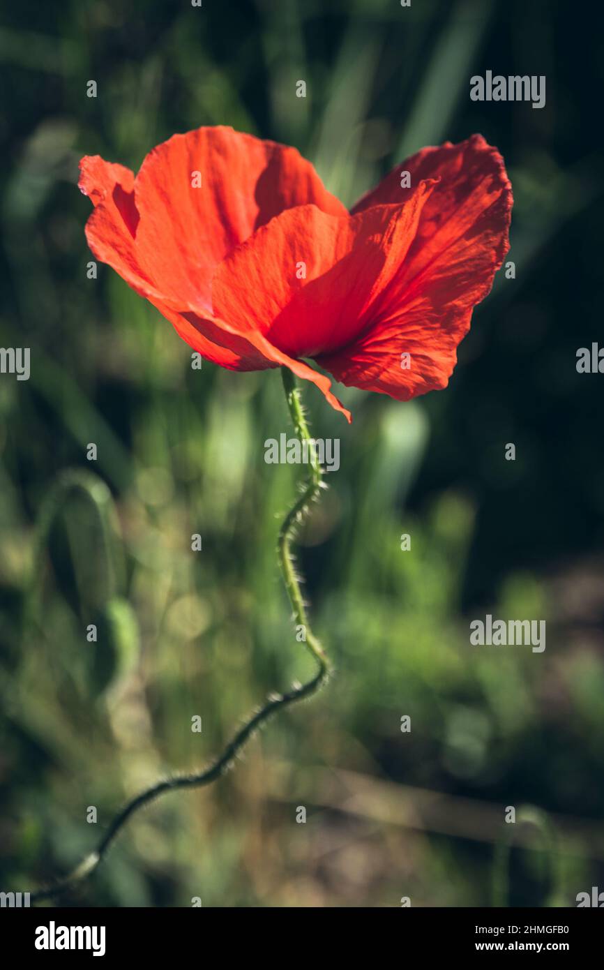 Flowering poppy plant, The Papaver rhoeas of Papaveraceae family Stock ...