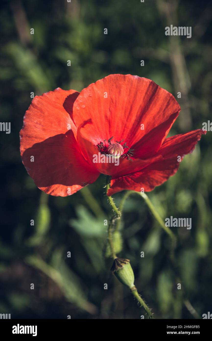 Flowering poppy plant, The Papaver rhoeas of Papaveraceae family Stock ...