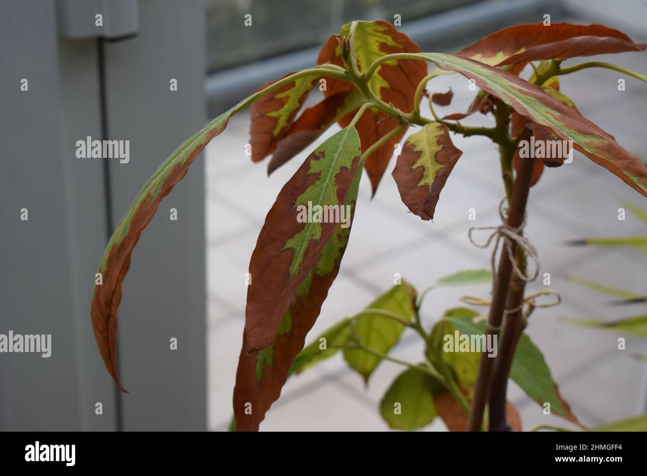 avocado tree fighting the cold Stock Photo - Alamy