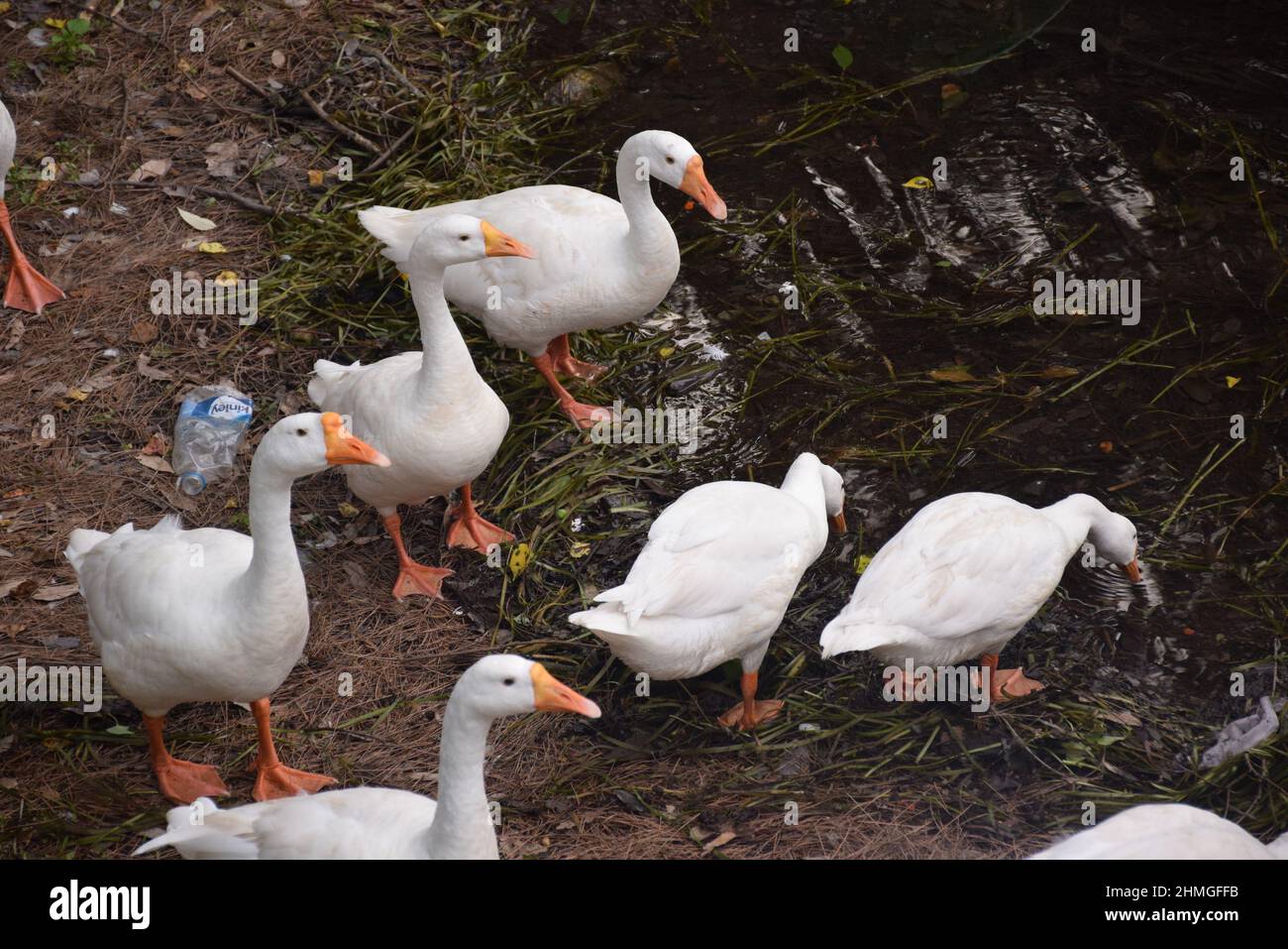 Indian wildlife photographer hi-res stock photography and images - Alamy