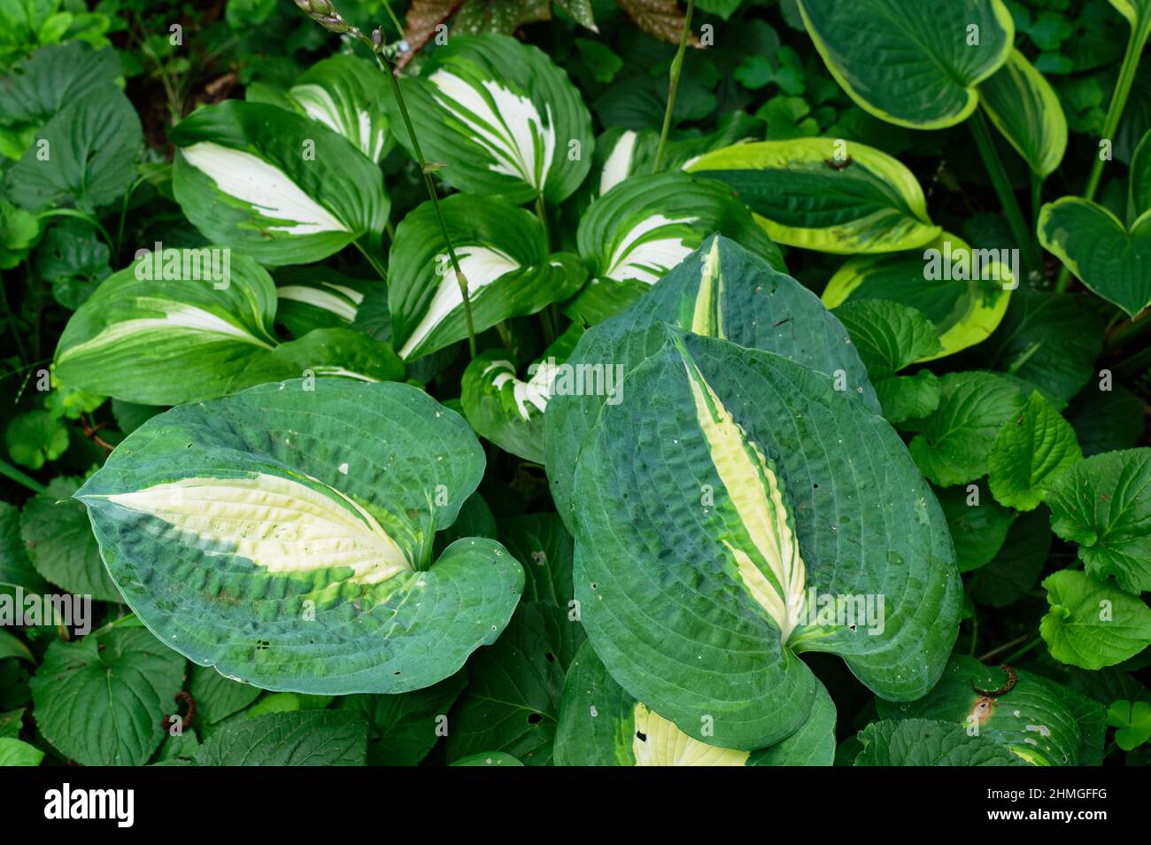 Dappled shades hi-res stock photography and images - Alamy