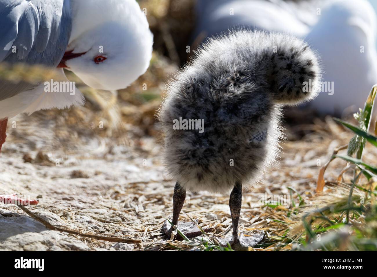 A fluffy red billed gull chick is grooming itself, its mother is doing ...