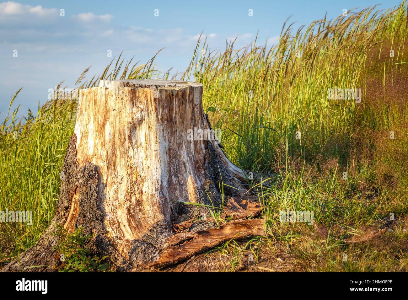 Tree stump of cut-out spruce on a grassy meadow Stock Photo - Alamy