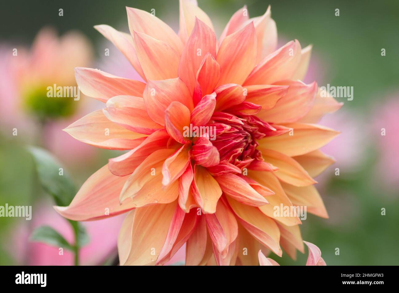 Beautiful Dahlia flower in detail Stock Photo - Alamy