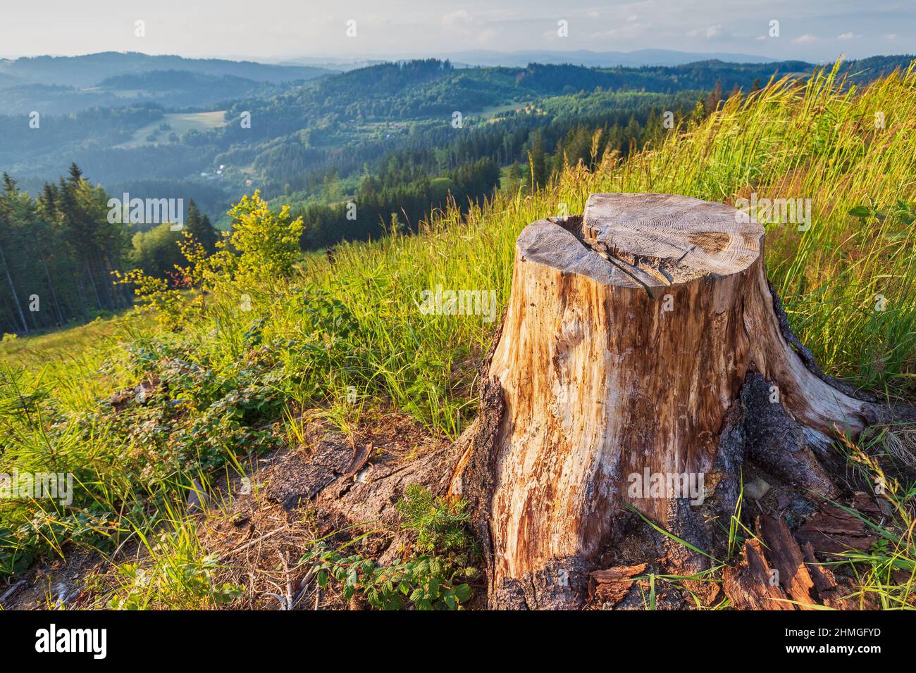 Truncated tree trunk hi-res stock photography and images - Alamy