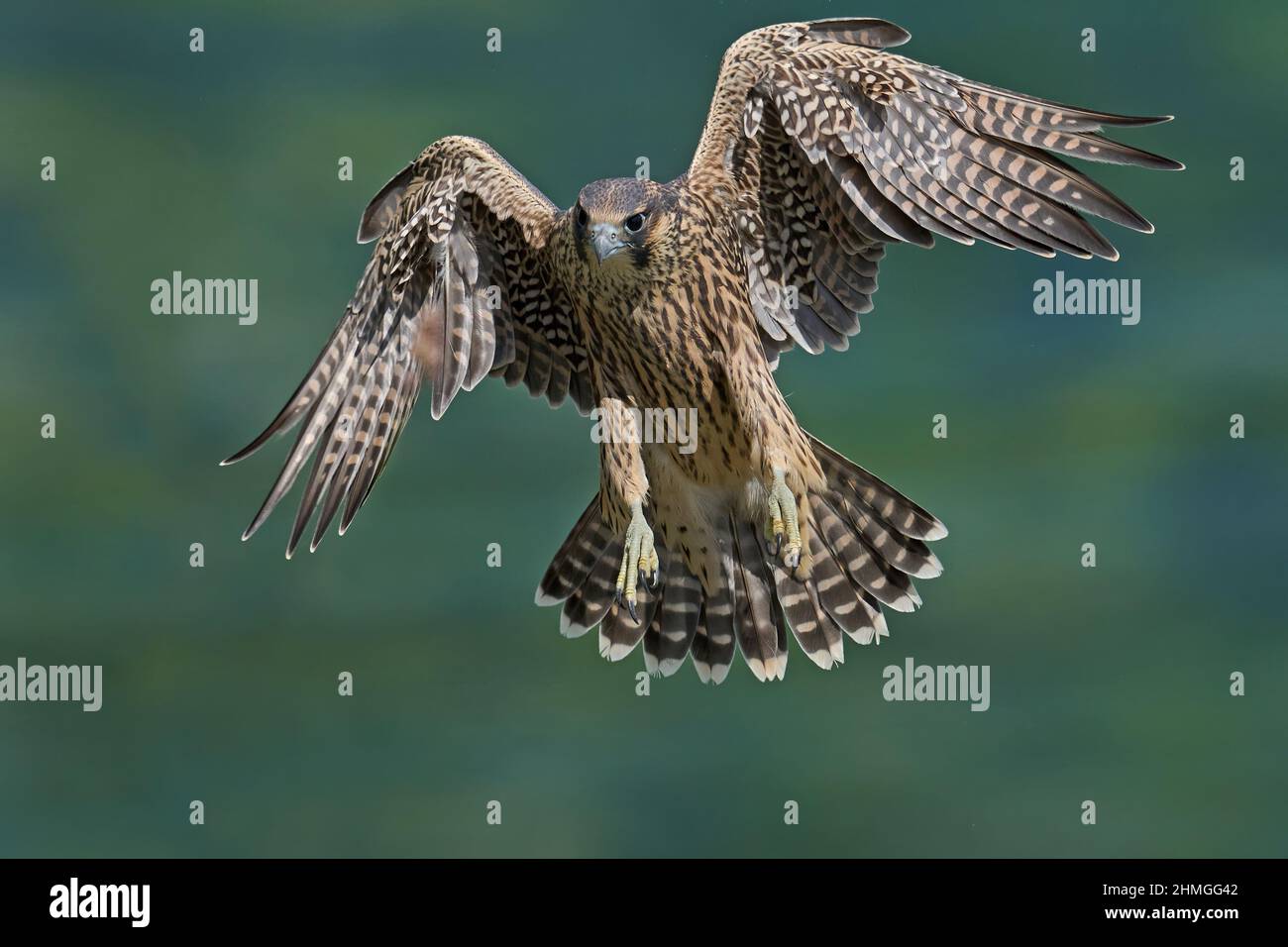 Peregrine falcon (Falco peregrinus) in its natural enviroment in ...