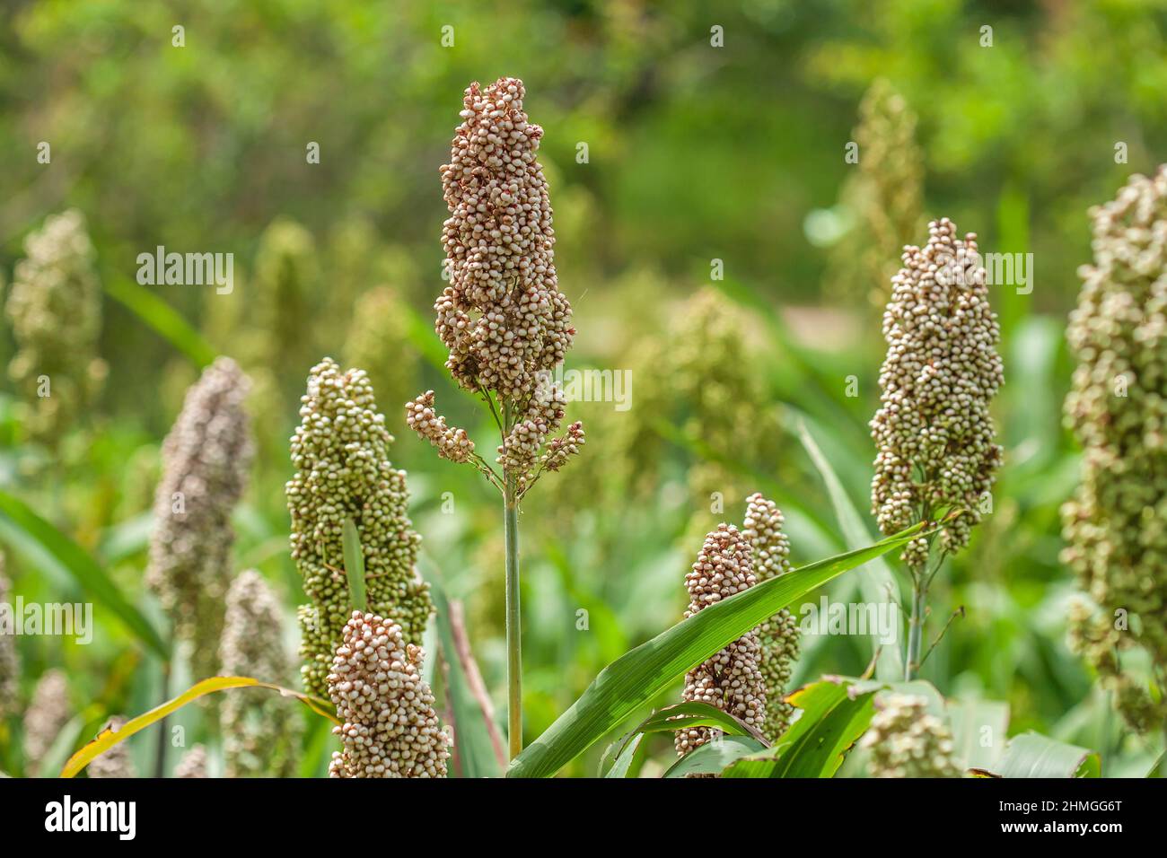 Pearl millet plant hi-res stock photography and images - Alamy