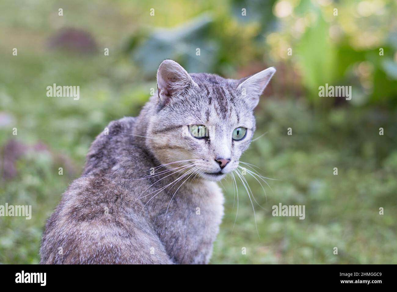 Surprised cat looking over the shoulder Stock Photo - Alamy