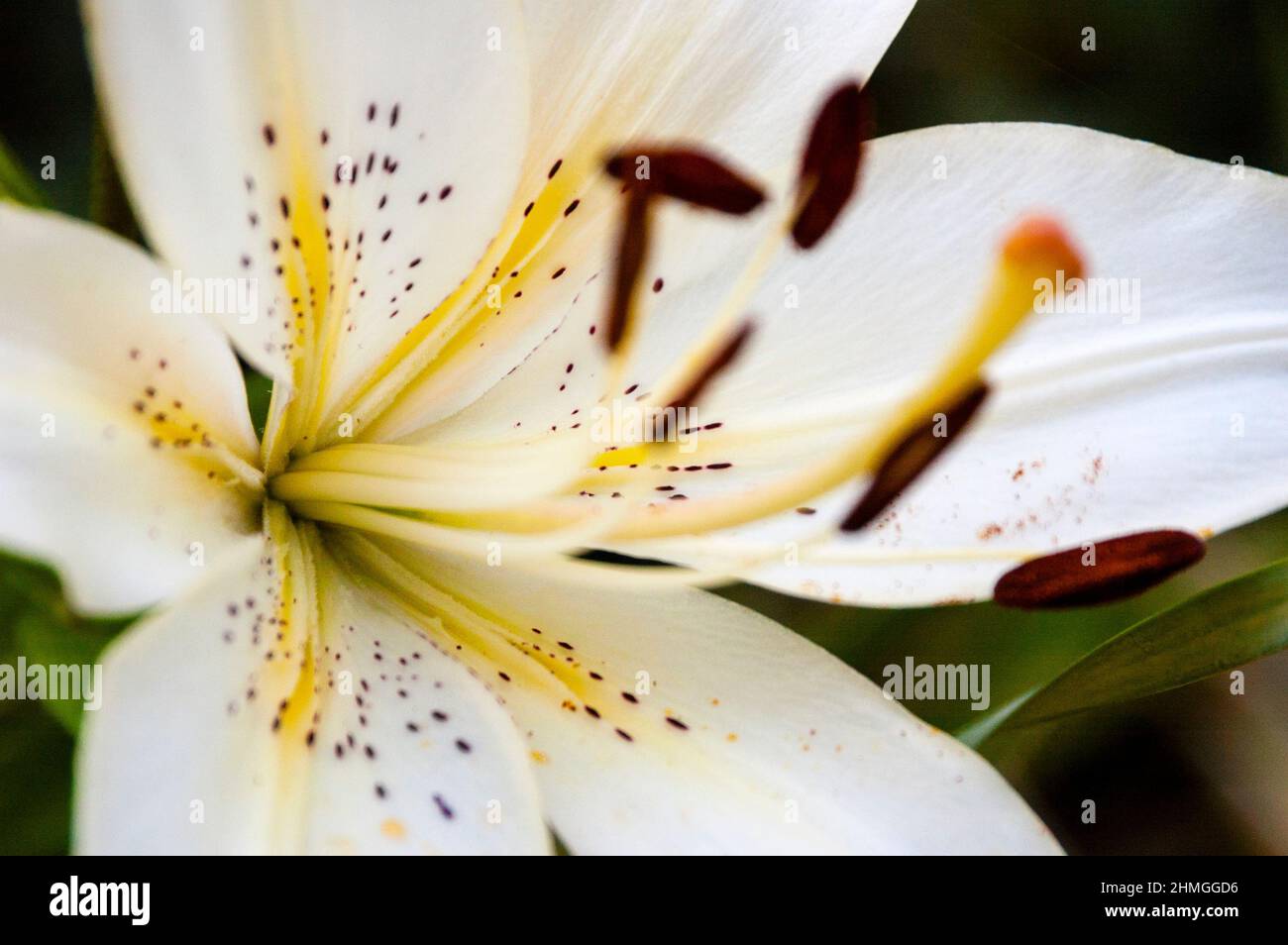 Large showy flower of the Lilium or lily Stock Photo - Alamy