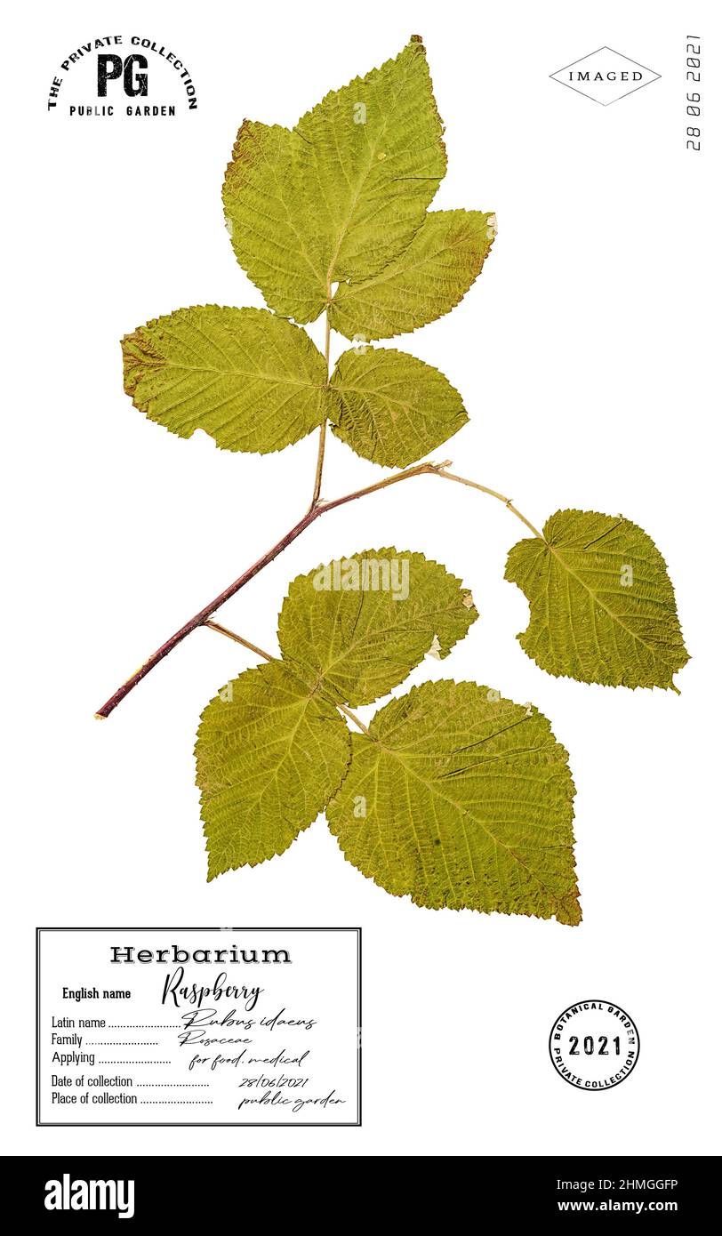 Dried stylized herbarium raspberry branch isolated Stock Photo - Alamy