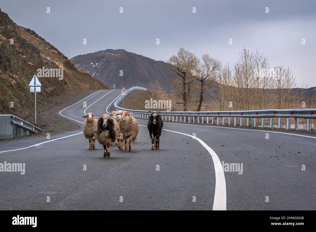 A group of sheep and a goat walk along a winding asphalt road in the ...