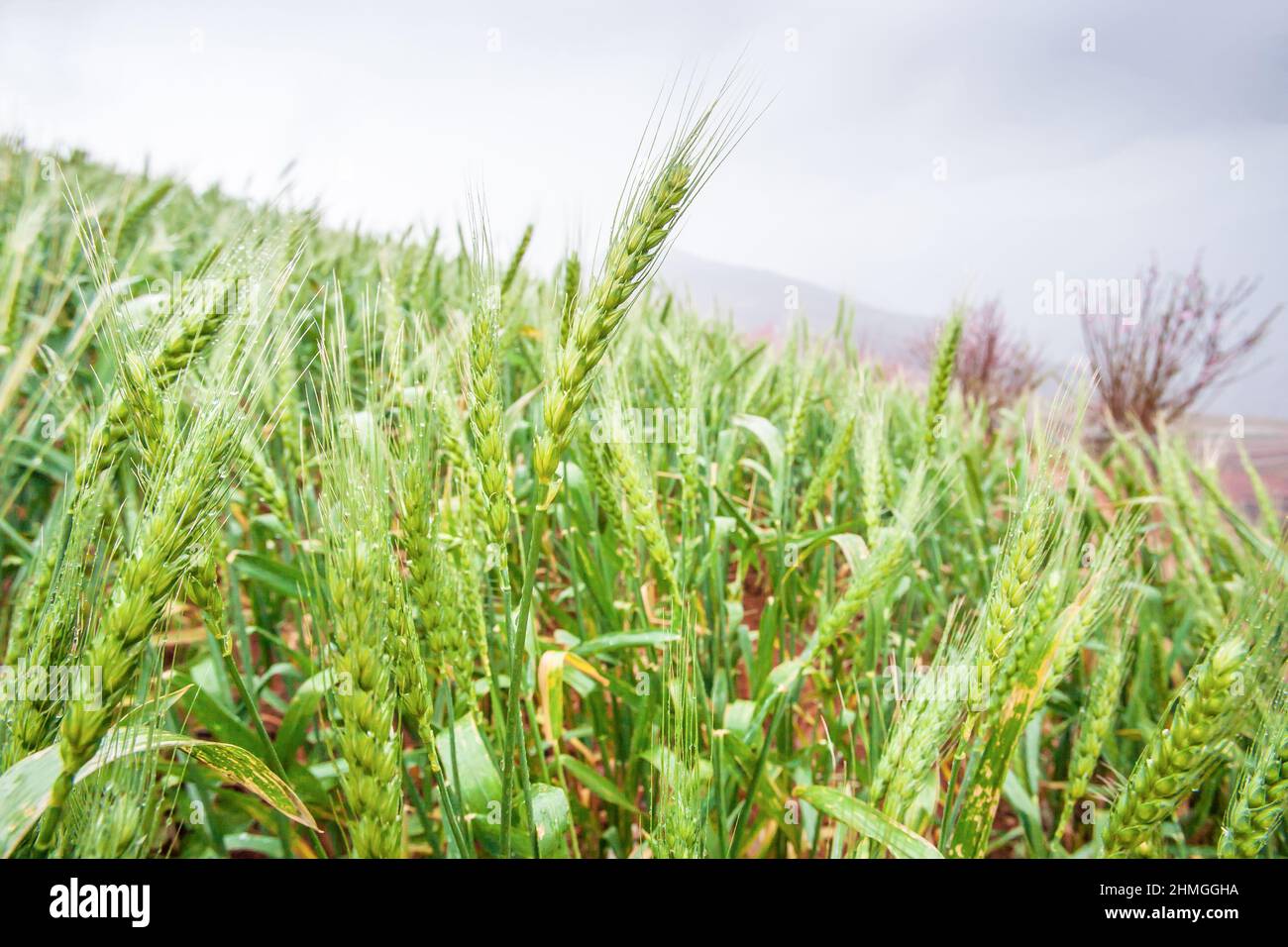 Harvest terrace wheat hi-res stock photography and images - Alamy