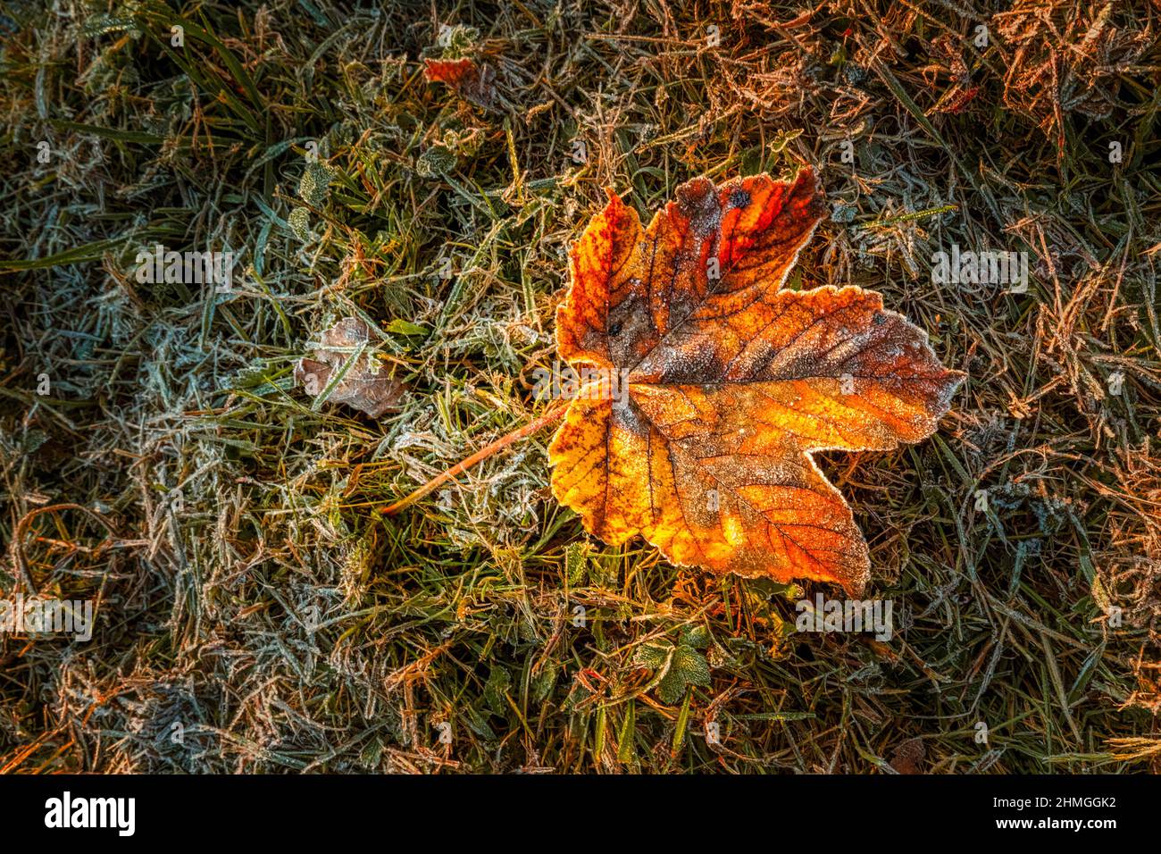 Orange leaf falling from tree on frozen ground Stock Photo - Alamy