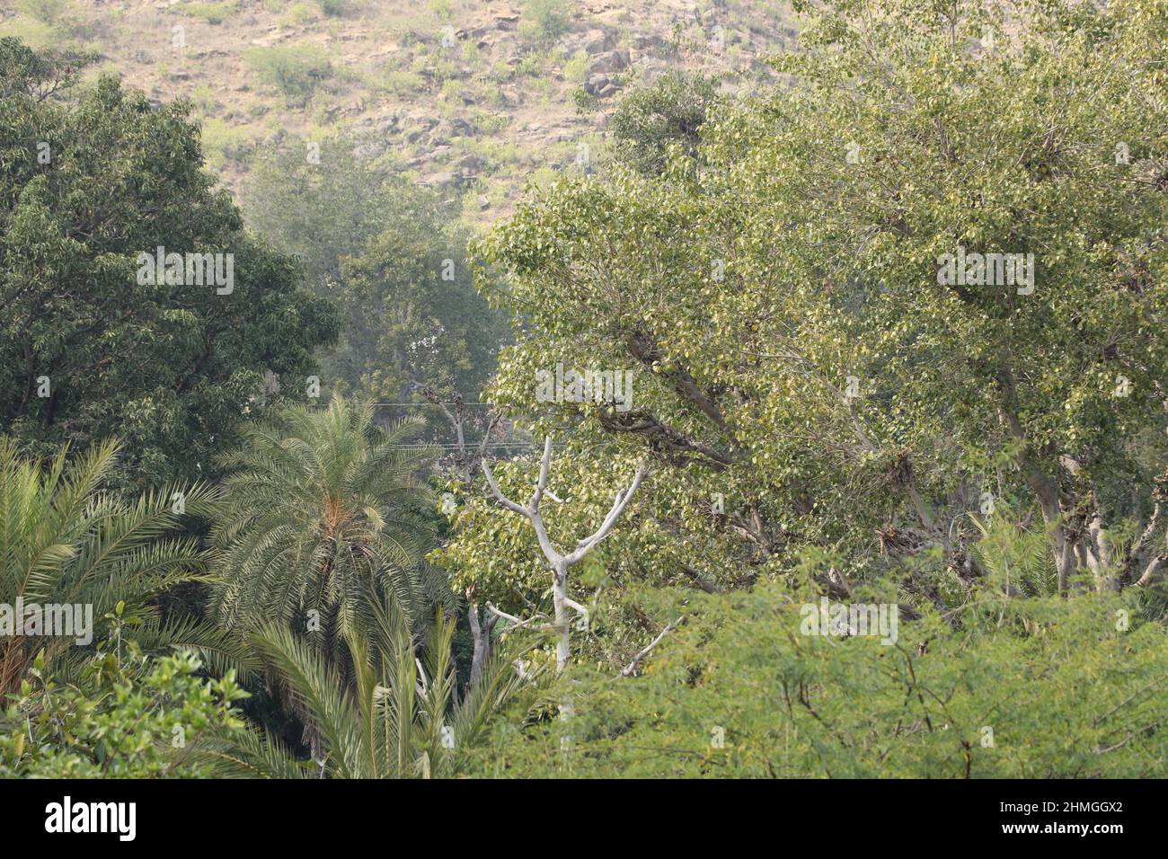 beautiful view of forest trees Stock Photo - Alamy