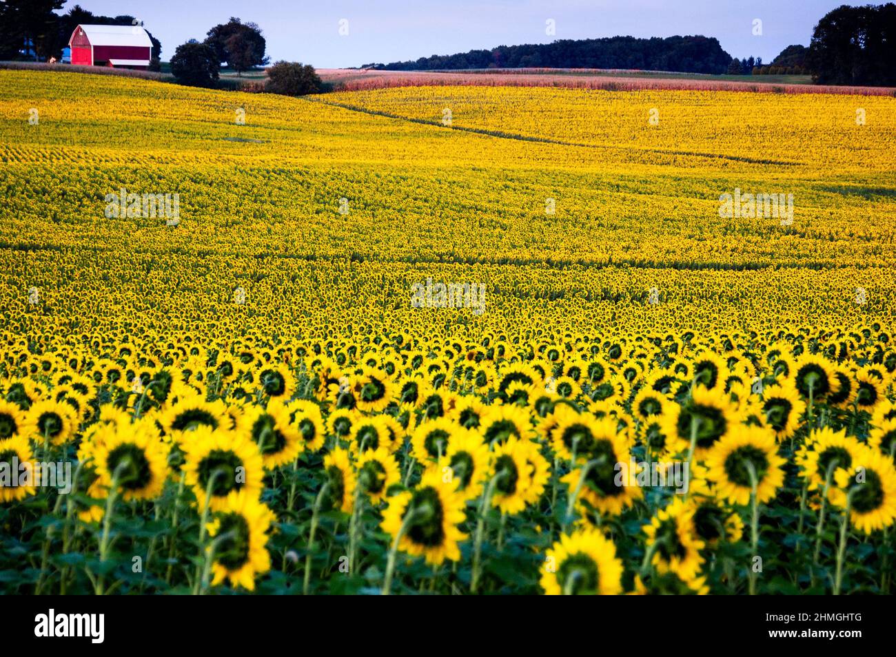 Sunflower plants tilt toward the sun in White Hall, Maryland Stock ...