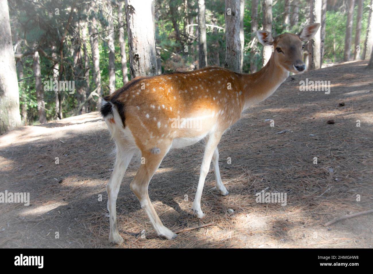 Baby deer walking in the forest in the daytime Stock Photo - Alamy