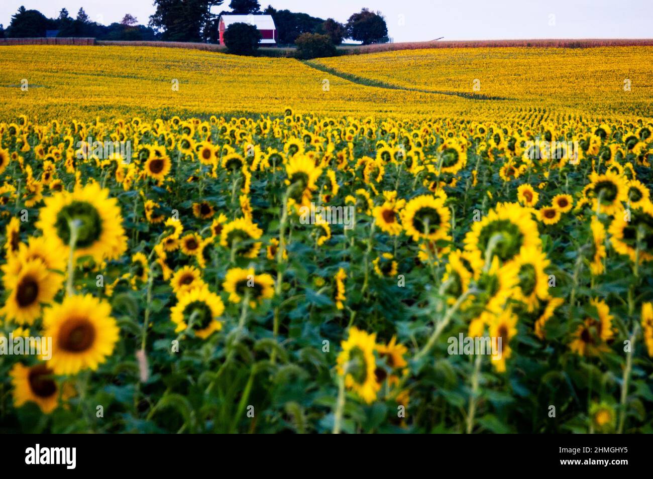 Sunflower plants tilt toward the sun in White Hall, Maryland Stock ...