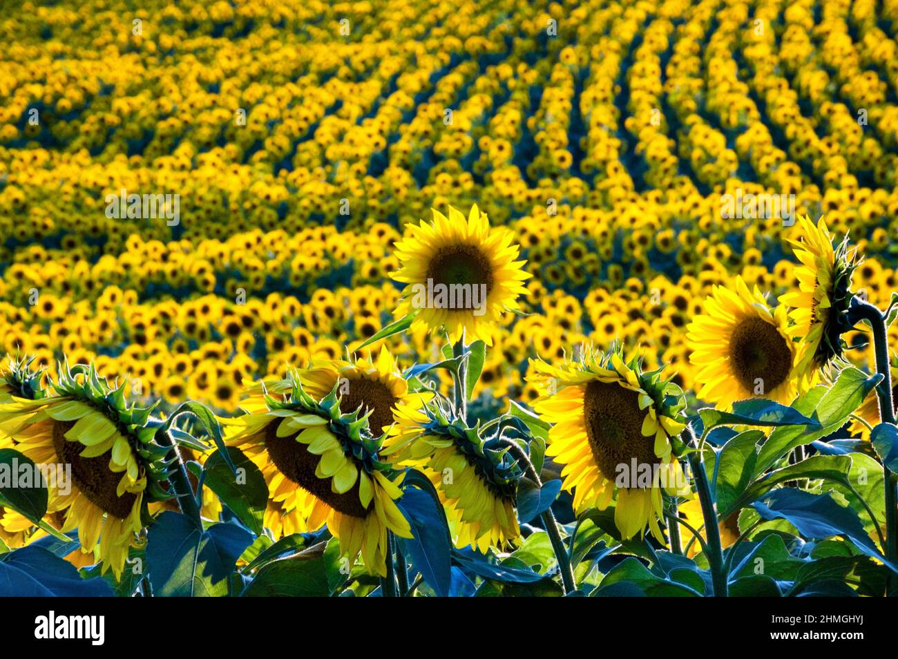 Sunflowers Facing Sun High Resolution Stock Photography and Images - Alamy
