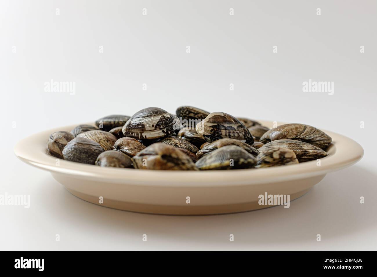 short neck clam on a white background Stock Photo - Alamy