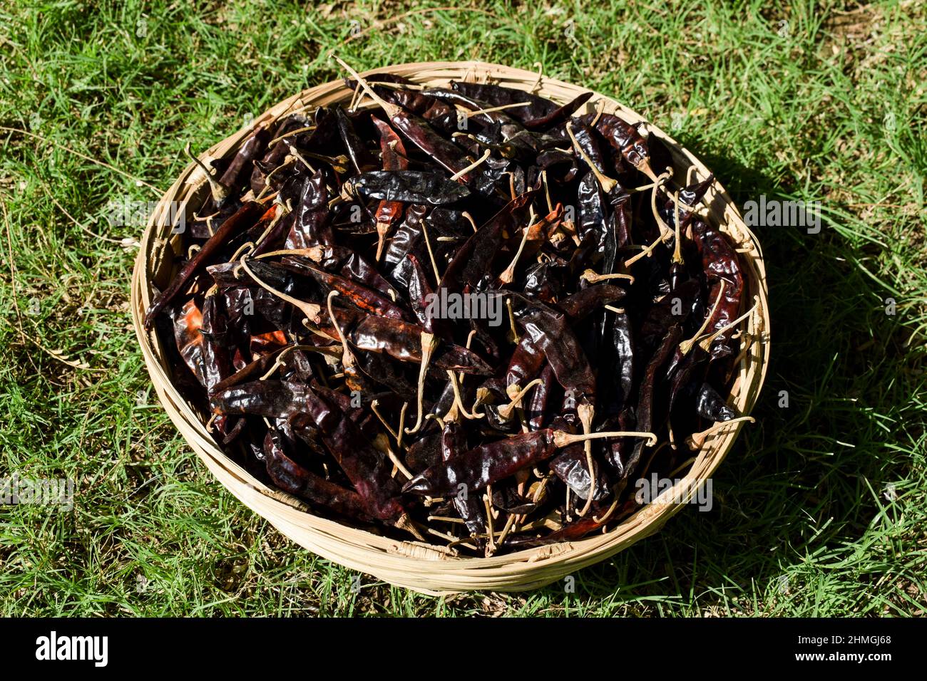 Dried Red chillies dried in sun in bamboo basket. Indian spices variety ...