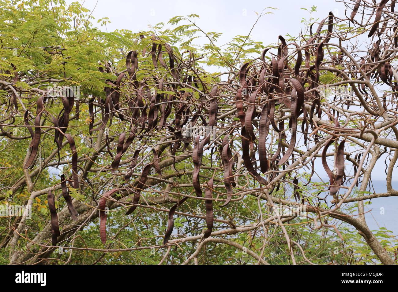 Caesalpinia Pulcherrima Seeds