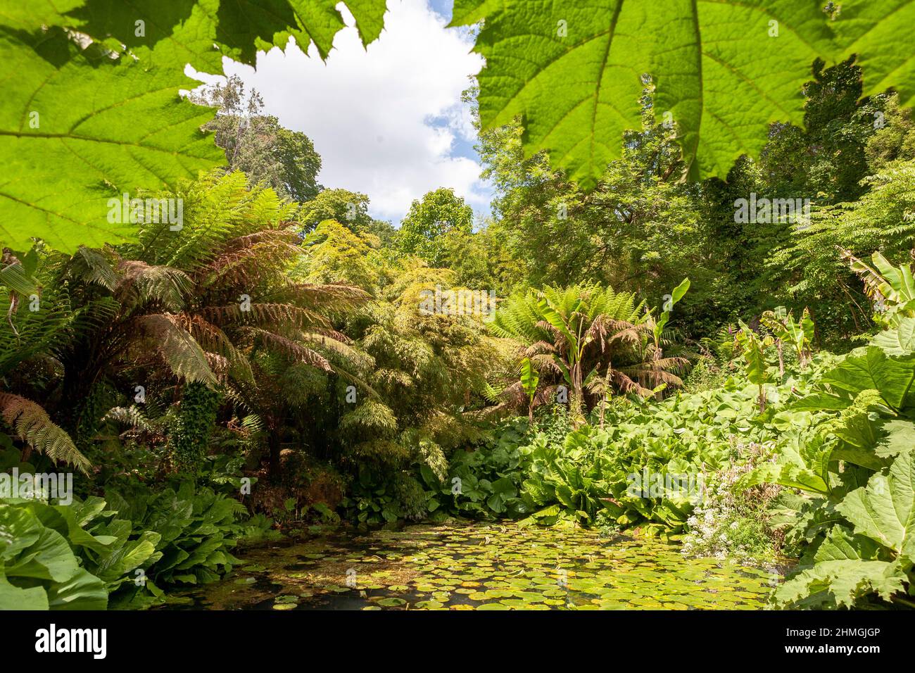 Lost gardens of heligan jungle hi-res stock photography and images - Alamy