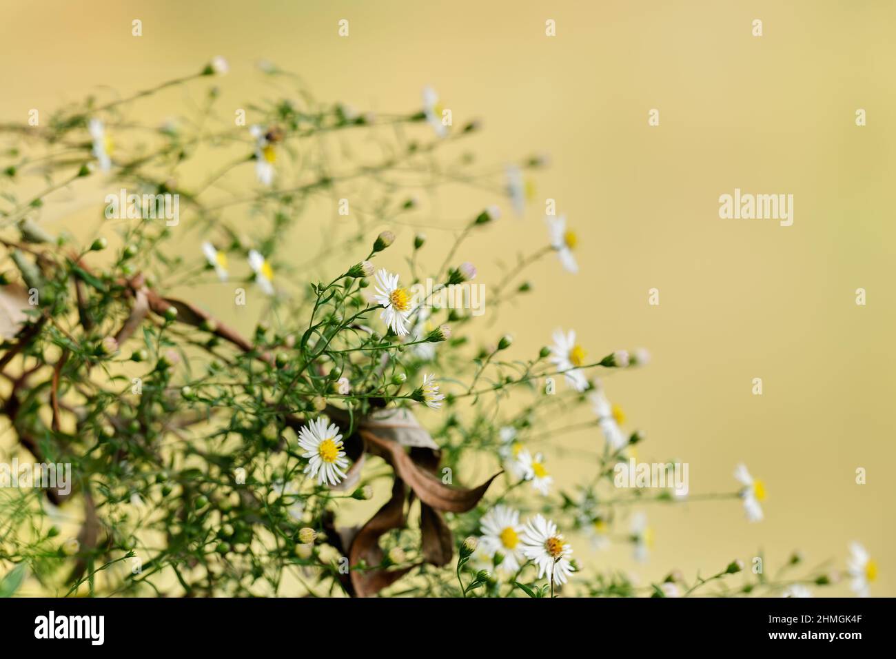 Anthemis arvensis, also known field chamomile flowers in nature is a ...