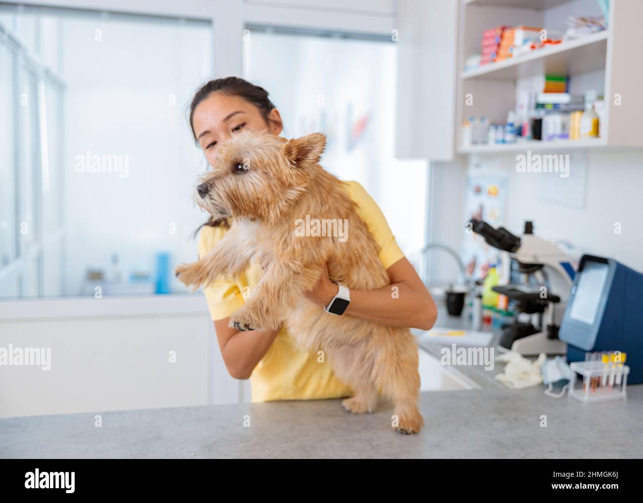 Pretty vet doctor holding pet dog in clinic Stock Photo - Alamy
