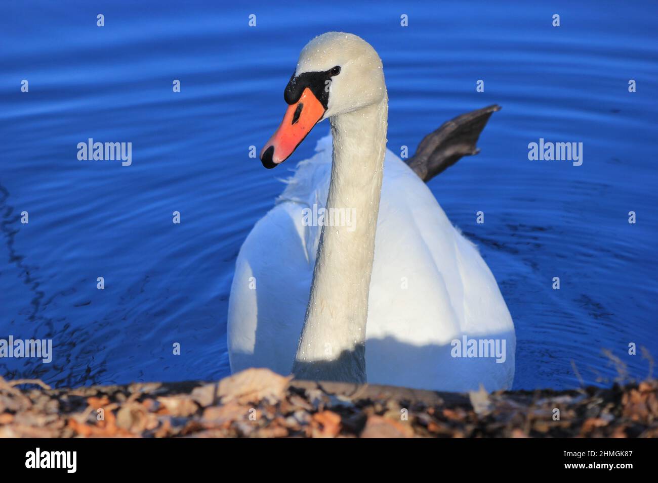 A swan on blue water Stock Photo - Alamy